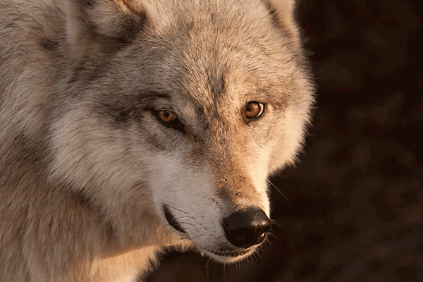 Wolves and Wild Shots: A Photographer's Life in Alaska — The Mountaineers