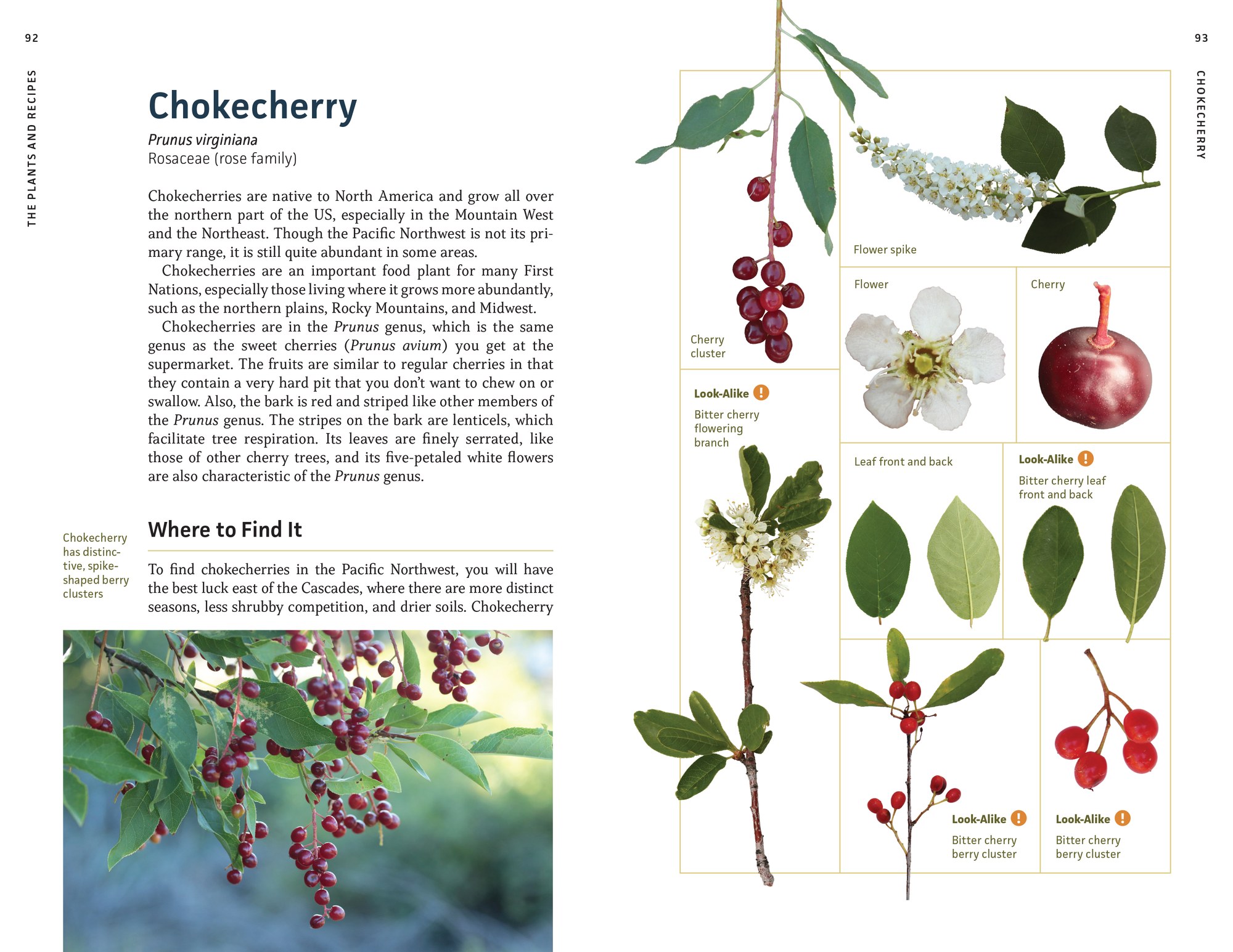 EdiblePlantsPNW_Spreads-2.jpg — Books