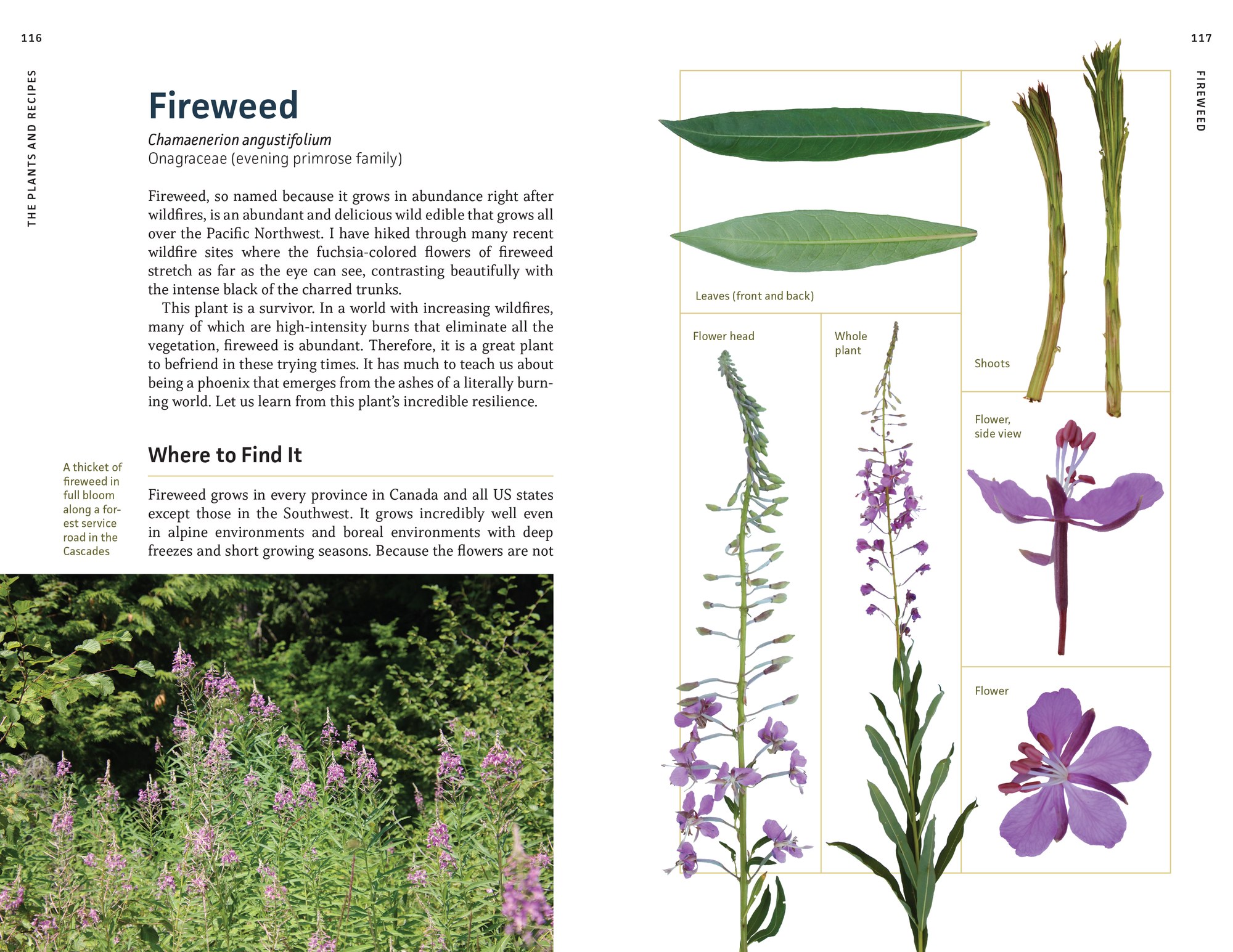 EdiblePlantsPNW_Spreads-3.jpg — Books