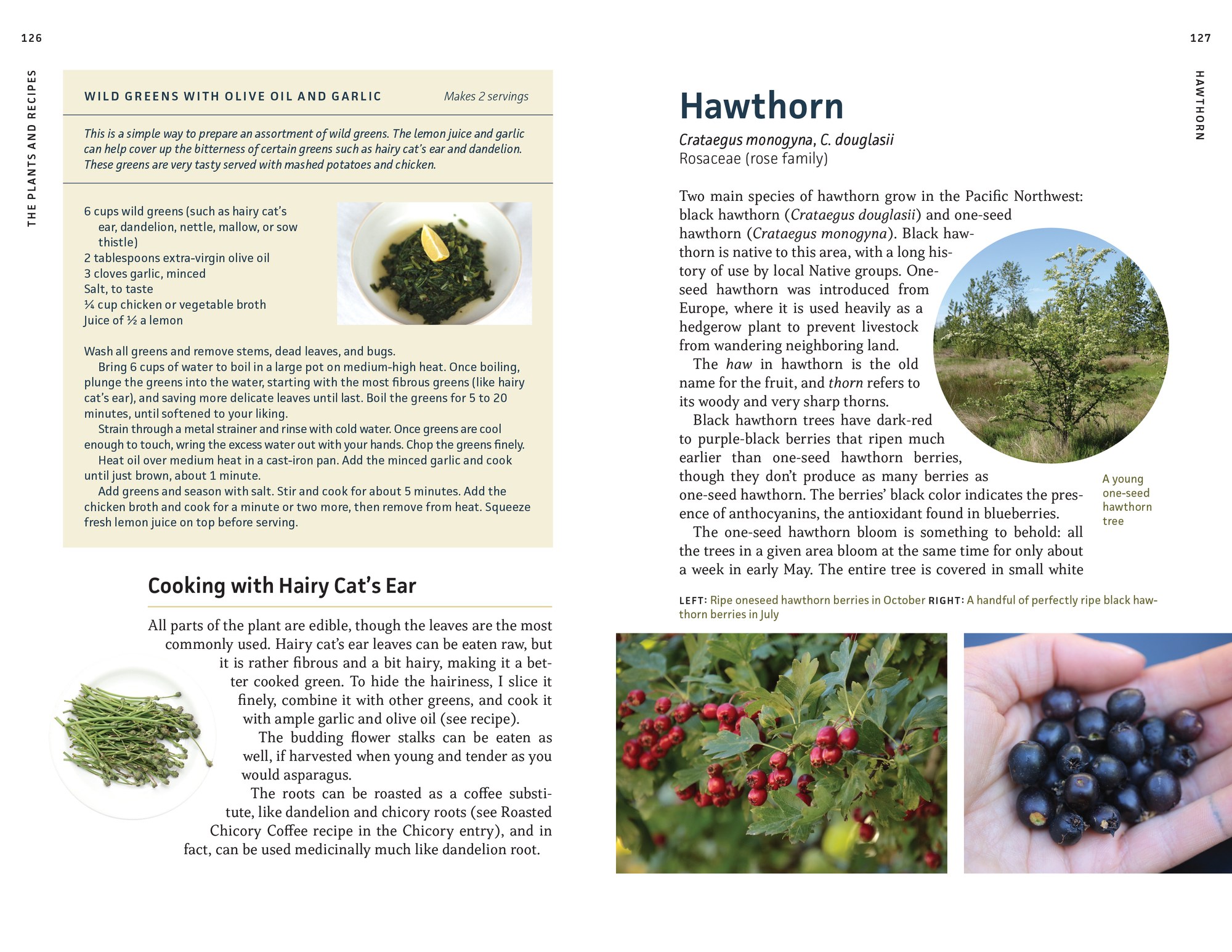 EdiblePlantsPNW_Spreads-4.jpg — Books