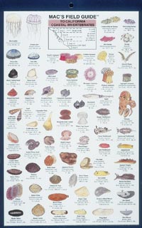 Mac's Field Guides: California Coastal Invertebrates — Books