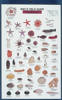 seashore identification guide
