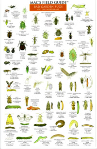 Mac's Field Guides: Northeast Garden Bugs — Books