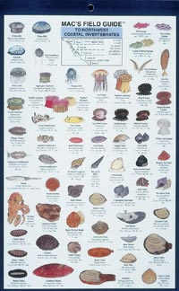 invertebrate identification guide
