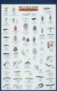 Mac's Field Guides: Northwest Garden Bugs — Books