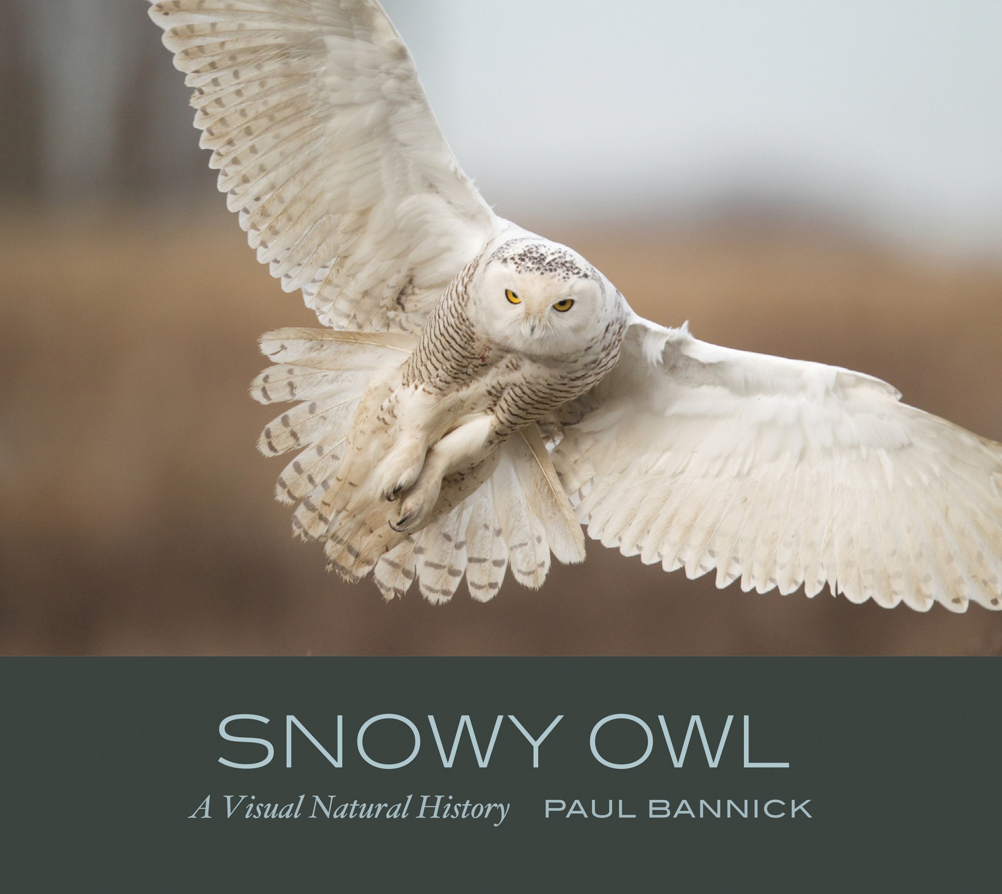 Snowy Owl: A Visual Natural History — Books