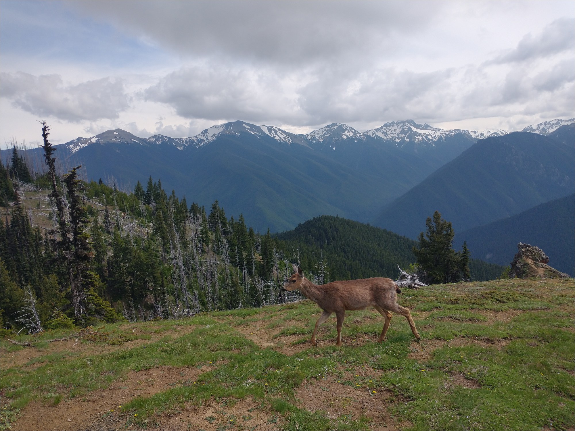 Basic Backpacking Field Trip - Deer Park via Deer Ridge — The Mountaineers
