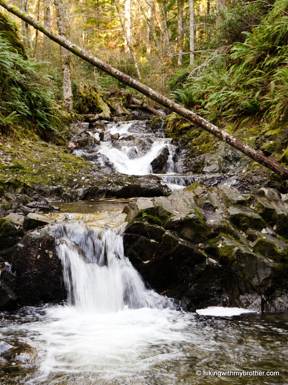 CHS 1 Hike - Green Mountain: Wildcat Trail — The Mountaineers