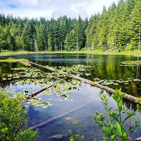 CHS 1 Hike - Lily & Lizard Lakes — The Mountaineers