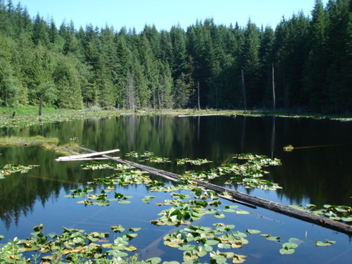 CHS 1 Hike - Lizard & Lily Lakes Loop — The Mountaineers