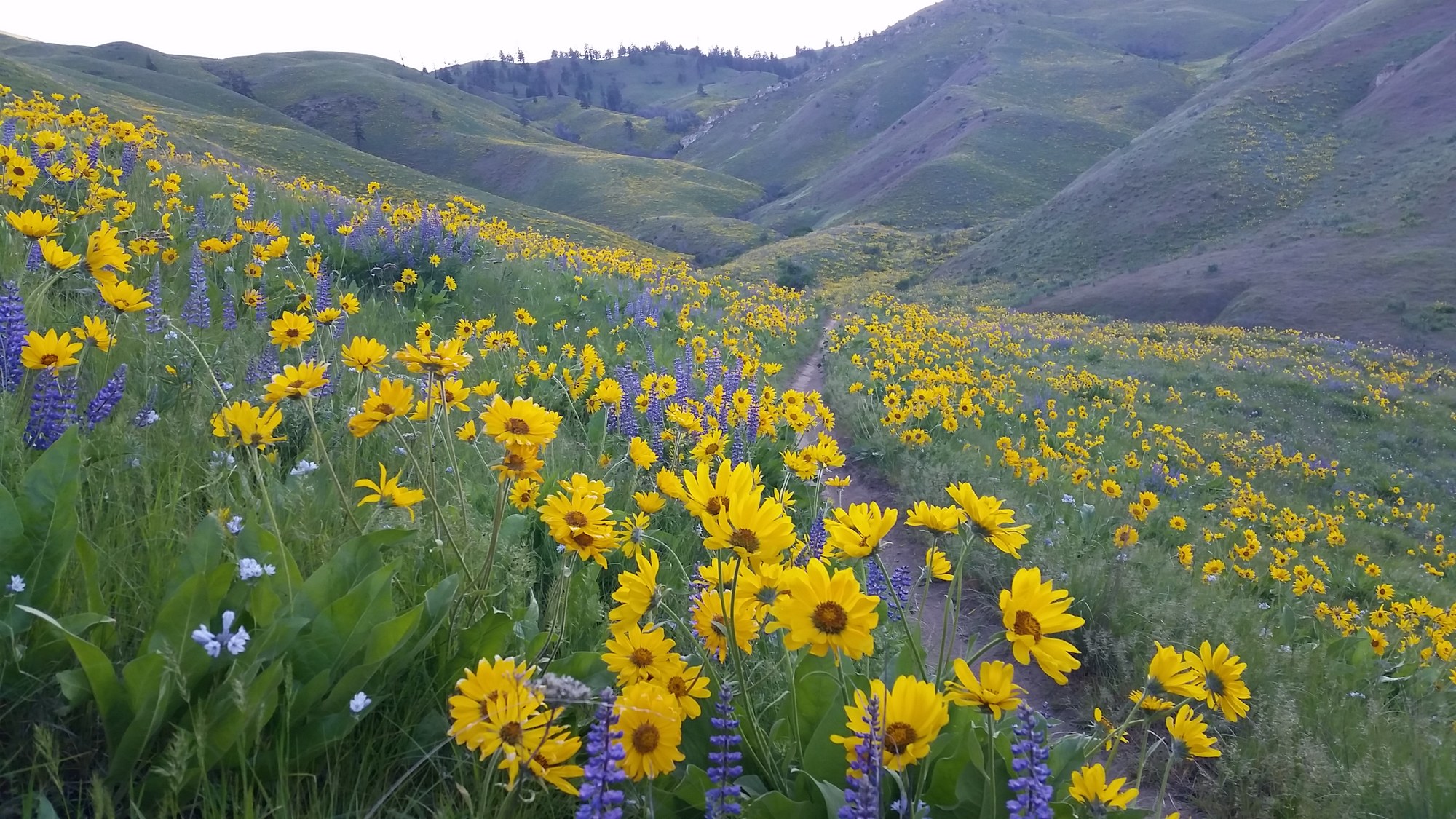 CHS 2 Hike - Sage Hills Trails — The Mountaineers