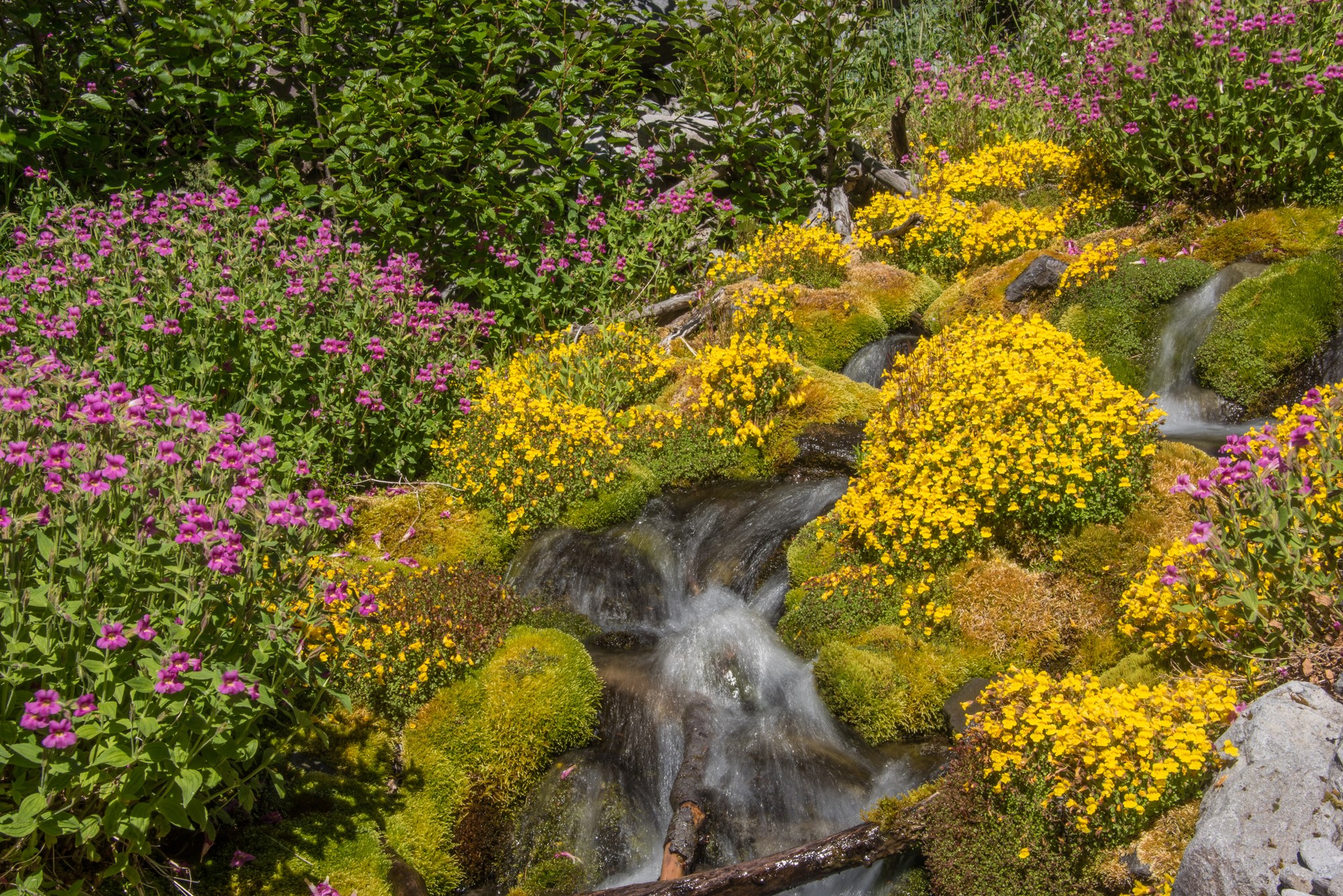 Mount Rainier - Lecture 2 - Online Classroom — The Mountaineers