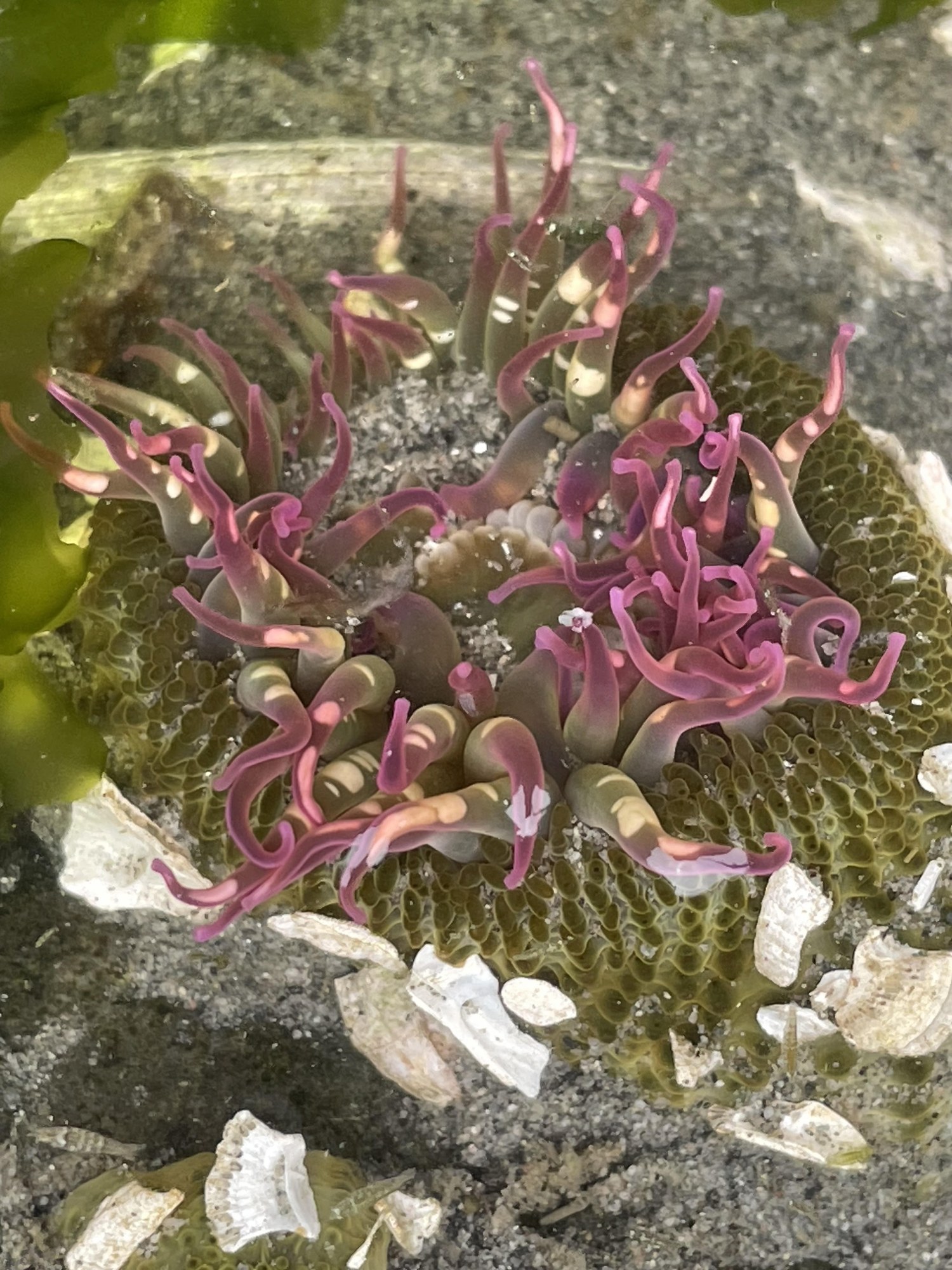 Field Trip 3 - Seattle Naturalists Intro Natural World Course - Alki ...