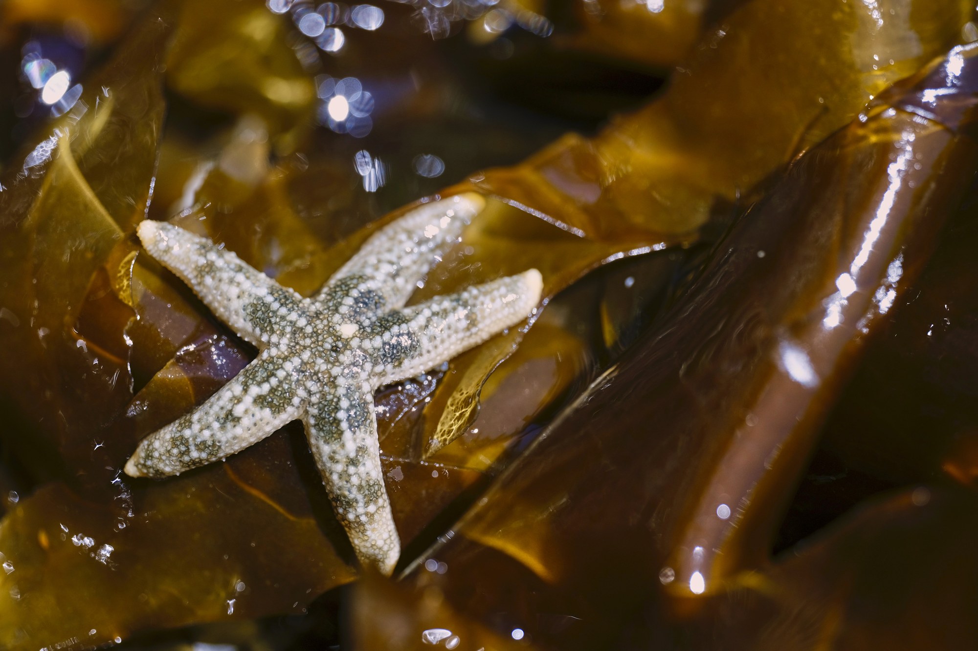 Field Trip 3 - Seattle Naturalists Intro Natural World Course - Alki ...