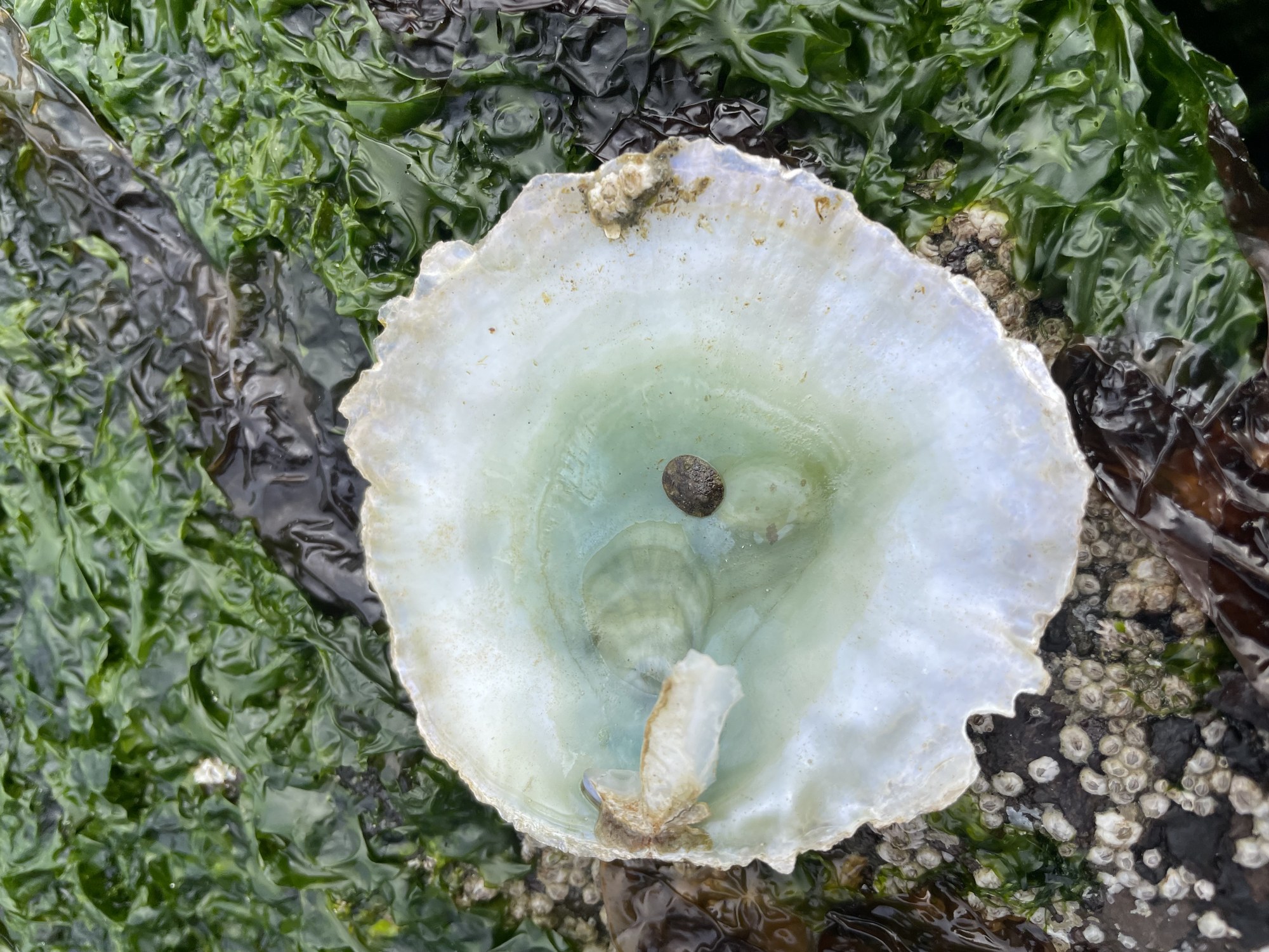 Field Trip 3 - Seattle Naturalists Intro Natural World Course - Golden ...