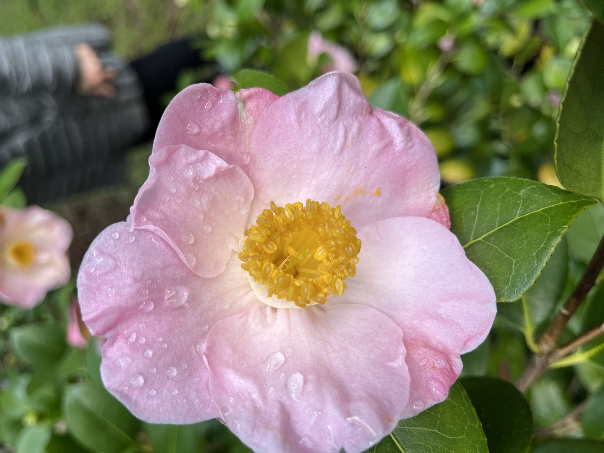 Lecture 1 - Seattle Naturalists Intro Natural World Course - Online ...