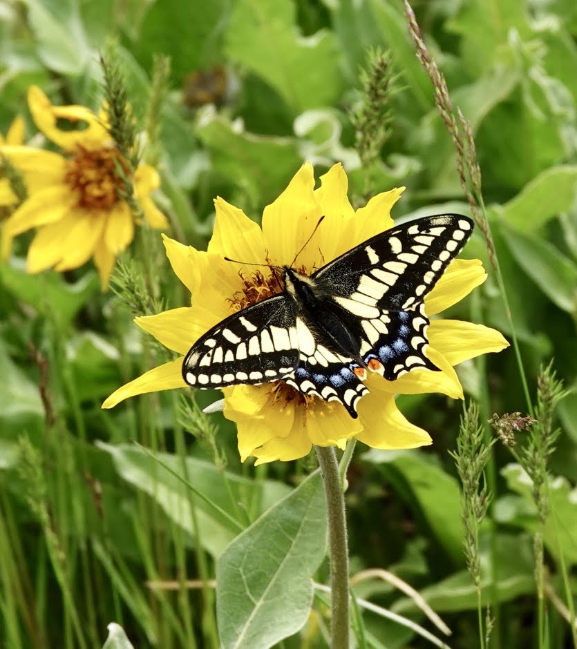 Lecture 3 - Seattle Naturalists Intro Natural World Course ...
