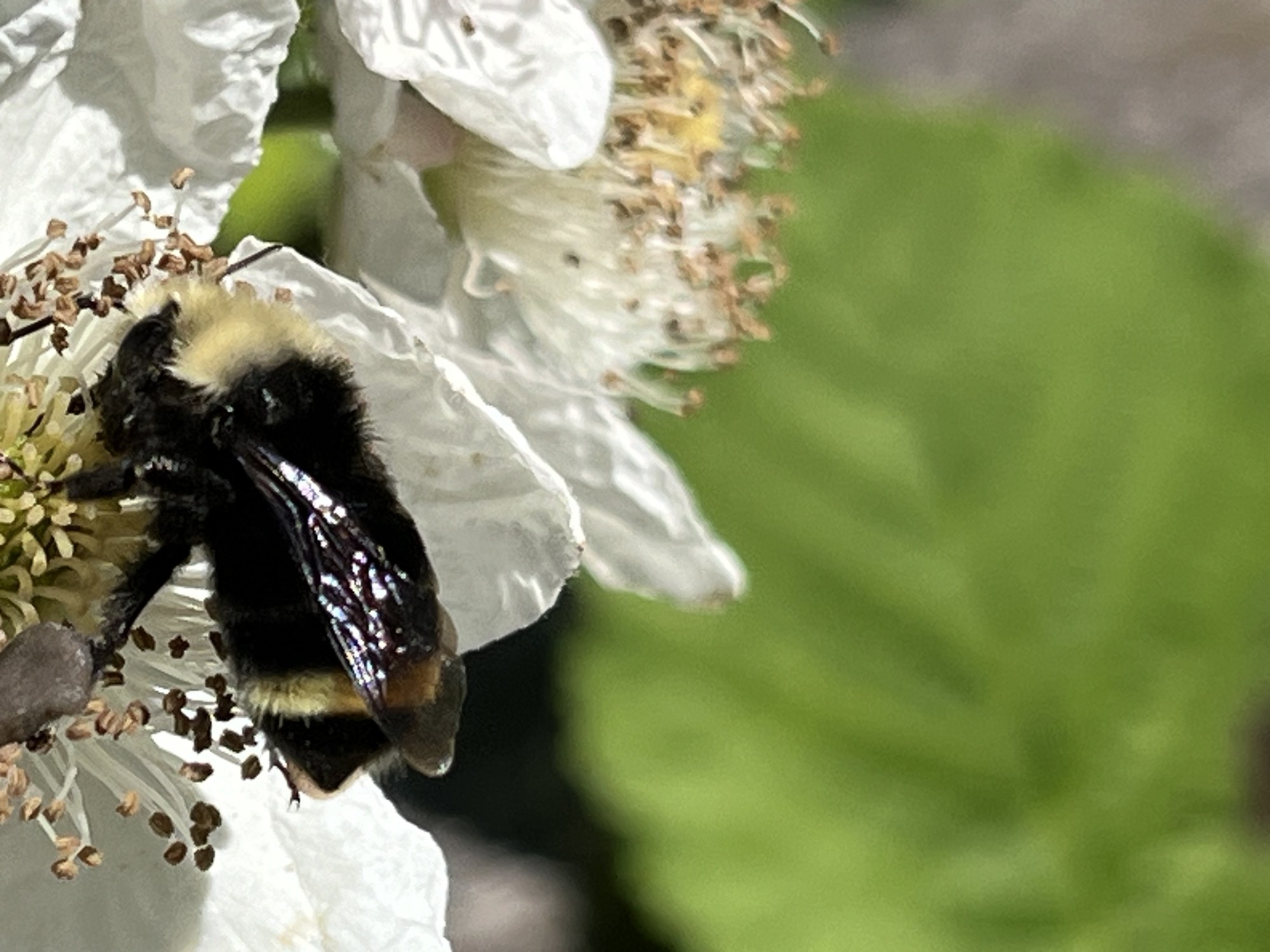 Lecture 5 - Seattle Naturalists Intro Natural World Course - Online ...