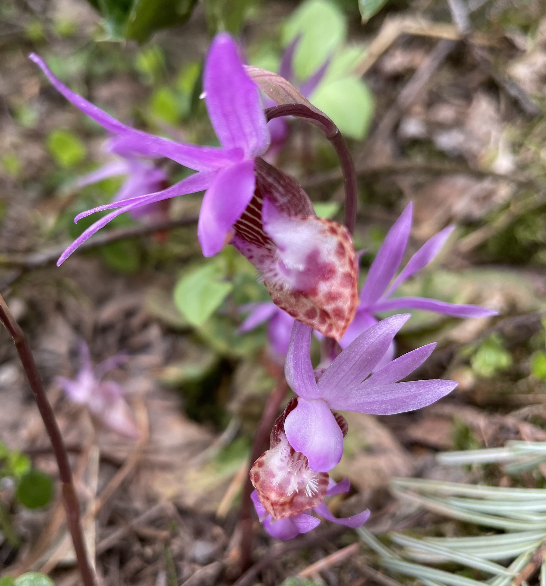 Introduction to the Natural World Course - 2024 — The Mountaineers