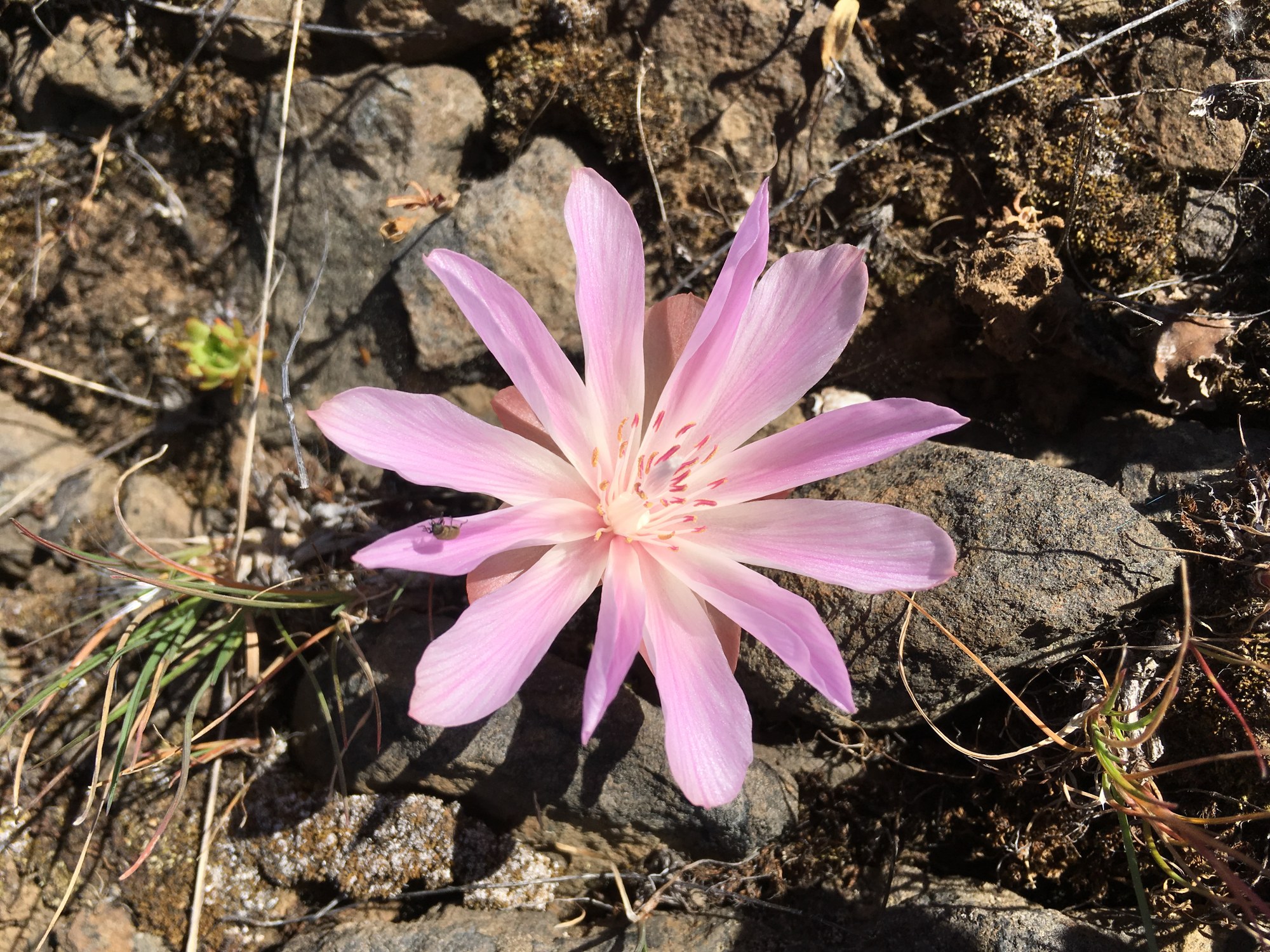 Moss Identification Chart — The Mountaineers