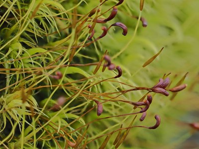 Moss Workshop Field Trip - Seattle - Redmond Watershed Preserve — The ...
