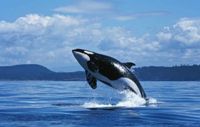 Orca Health 2020: A #WeArePugetSound Virtual Event — The Mountaineers