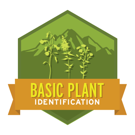 Basic Plant Identification — The Mountaineers